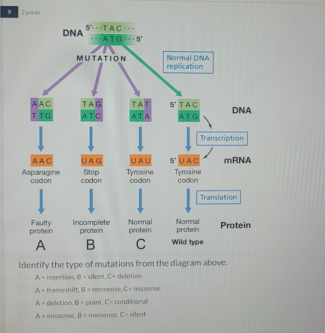 Solved Identify the type of mutations from the diagram | Chegg.com