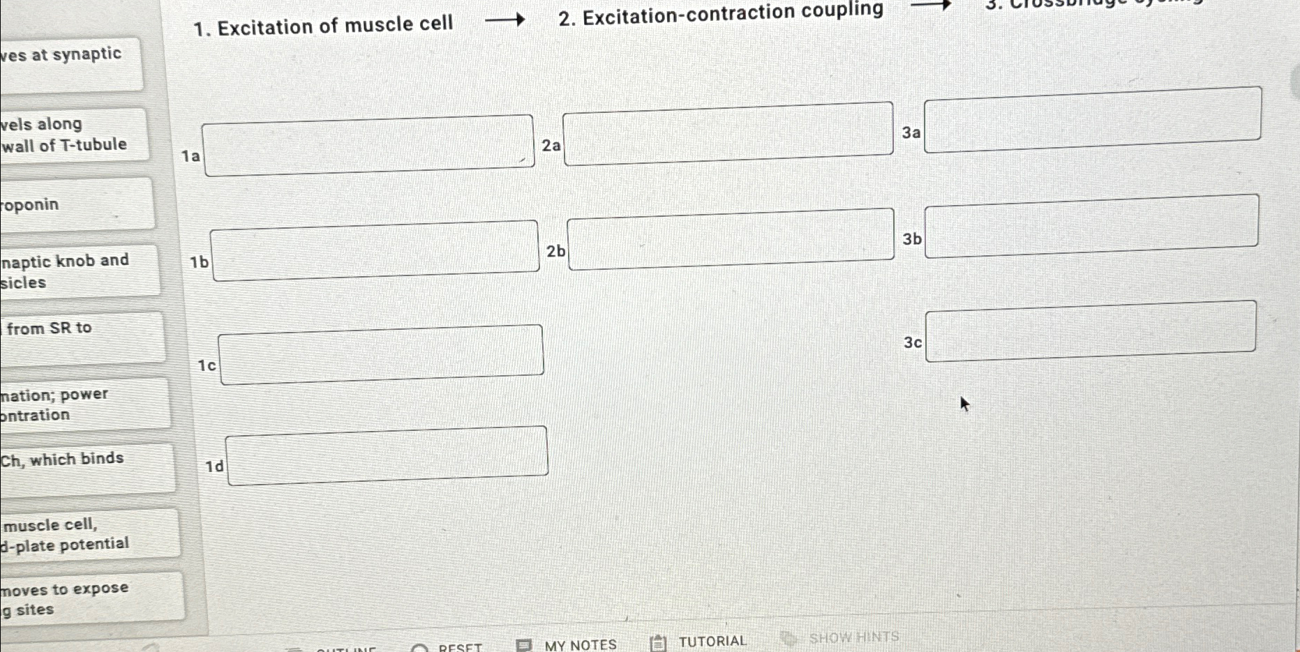 Solved Excitation of muscle cell longrightarrow,2. | Chegg.com