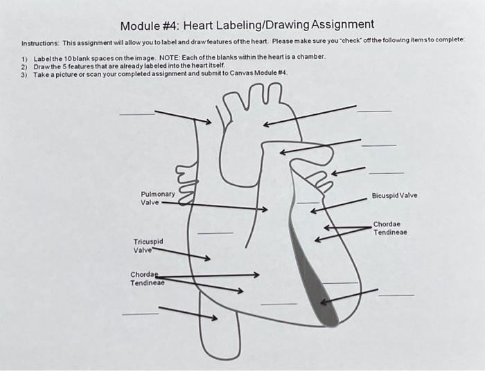 Solved Module #4: Heart Labeling/Drawing Assignment | Chegg.com