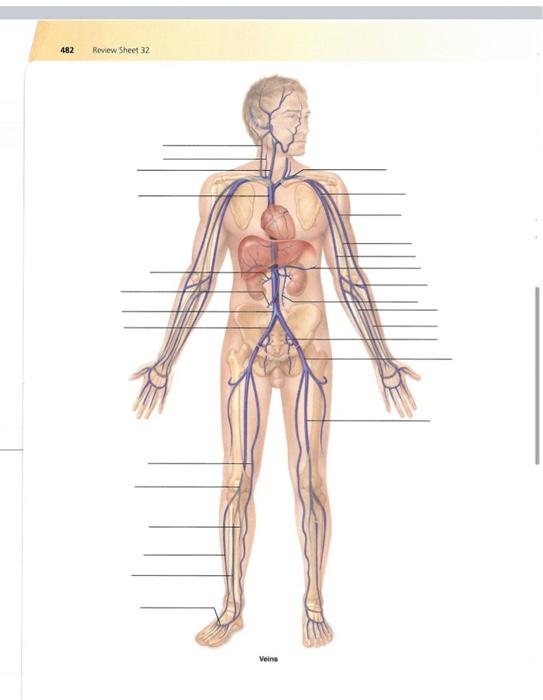 Solved label the following veins. | Chegg.com