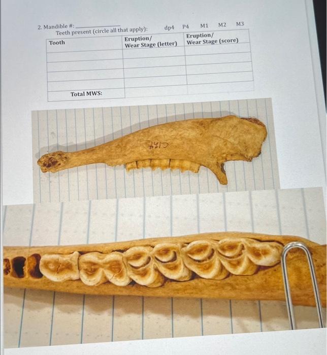 2. Mandibleit: dp4 P4 M1 M2 M3 3. M2 | Chegg.com