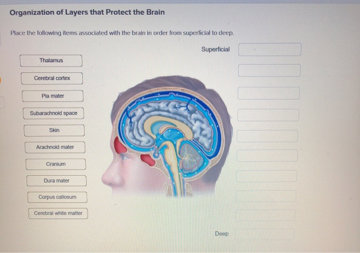 Solved Organization of Layers that Protect the Brain Place | Chegg.com Solved Organization of Layers that Protect the Brain Place | Chegg.com