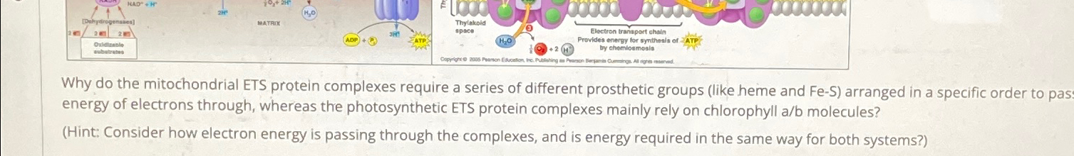 Solved Why do the mitochondrial ETS protein complexes | Chegg.com