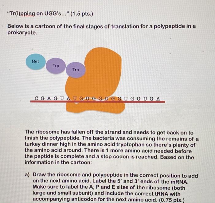 [Solved]: Below is a cartoon of the final stages of transla