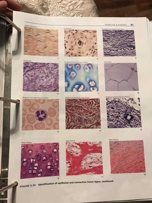 80 EXERCISE 6 TISSUES E. Epithelial and Connective | Chegg.com