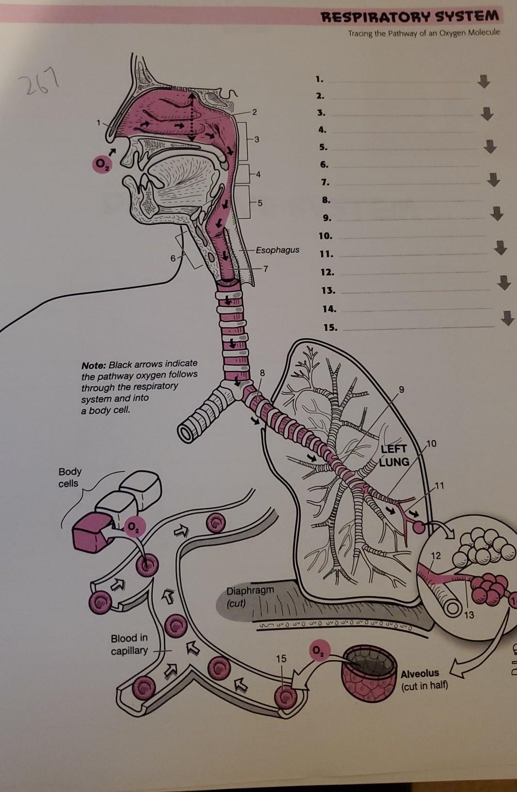 Solved RESPIRATORY SYSTEM Tracing the Pathway of an Oxygen | Chegg.com
