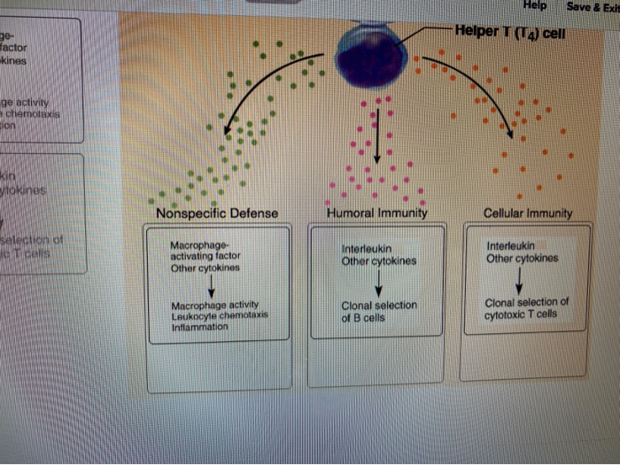 Solved Help Save & Exit Classify the following images into | Chegg.com
