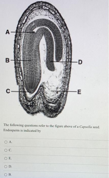 Solved A В. D C E The following questions refer to the | Chegg.com