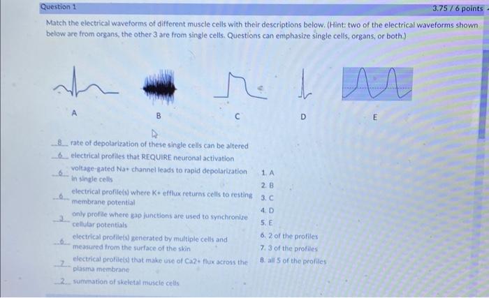 Solved Match the electrical waveforms of different muscle | Chegg.com