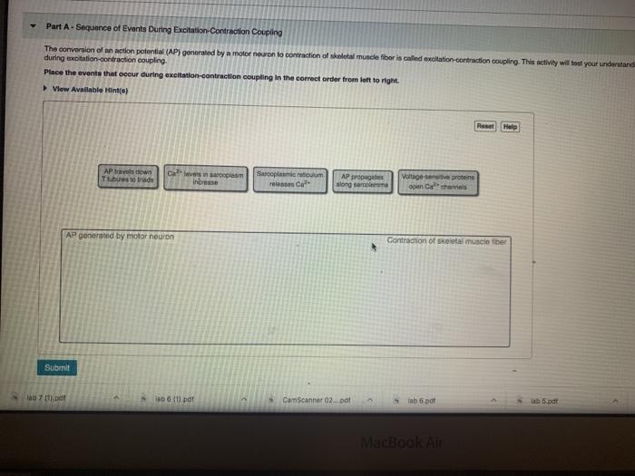 Solved Part A - Sequence of Events During Excitation | Chegg.com