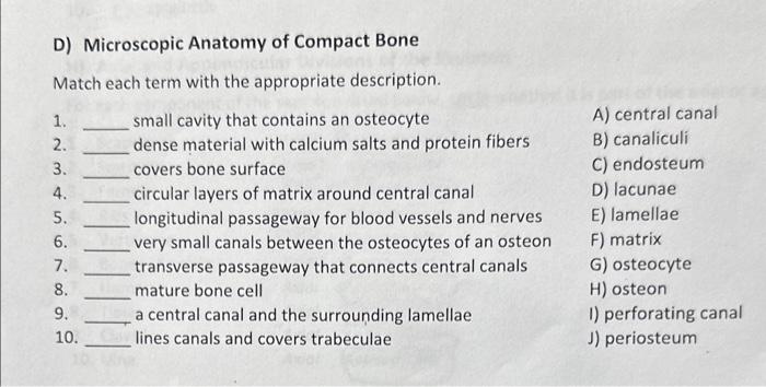Solved D) Microscopic Anatomy of Compact Bone Match each | Chegg.com