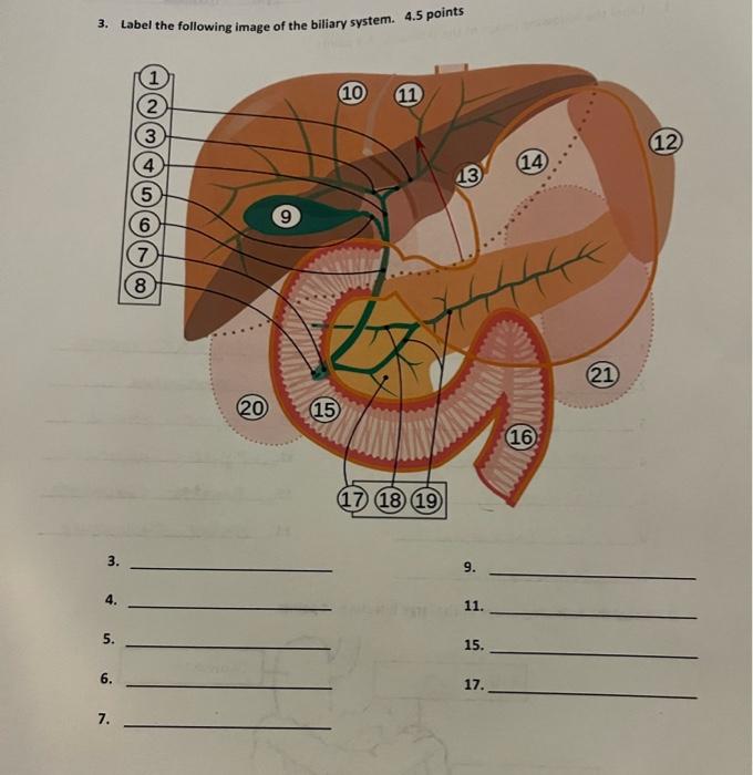 Solved 3. Label the following image of the biliary system. | Chegg.com