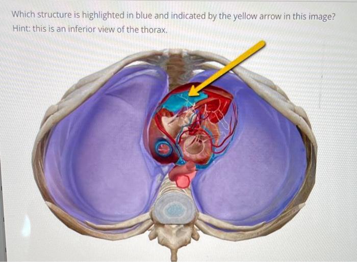 Solved A, left atrium b, left ventricle c, right ventricle | Chegg.com