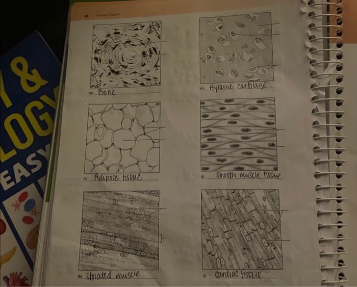 Solved (1) (9) Bone ADA 6 K Adipose tissue (*)_strated | Chegg.com