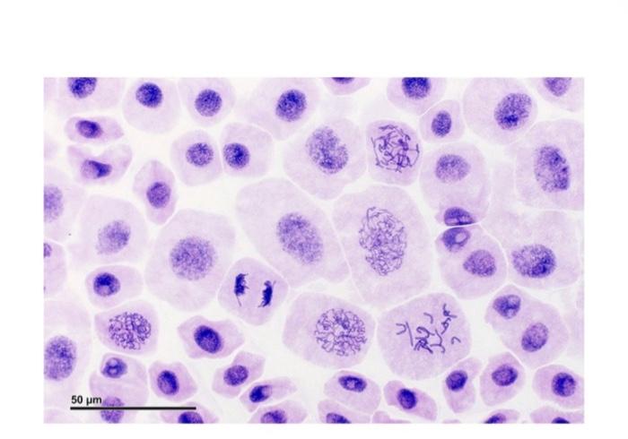 Solved Please show/indicate with the use of arrows, which | Chegg.com