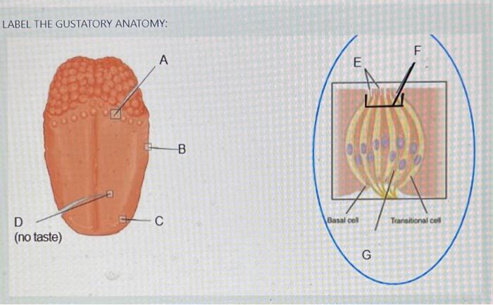 Solved LABEL THE GUSTATORY ANATOMY: F F A E B SC Basal cel | Chegg.com