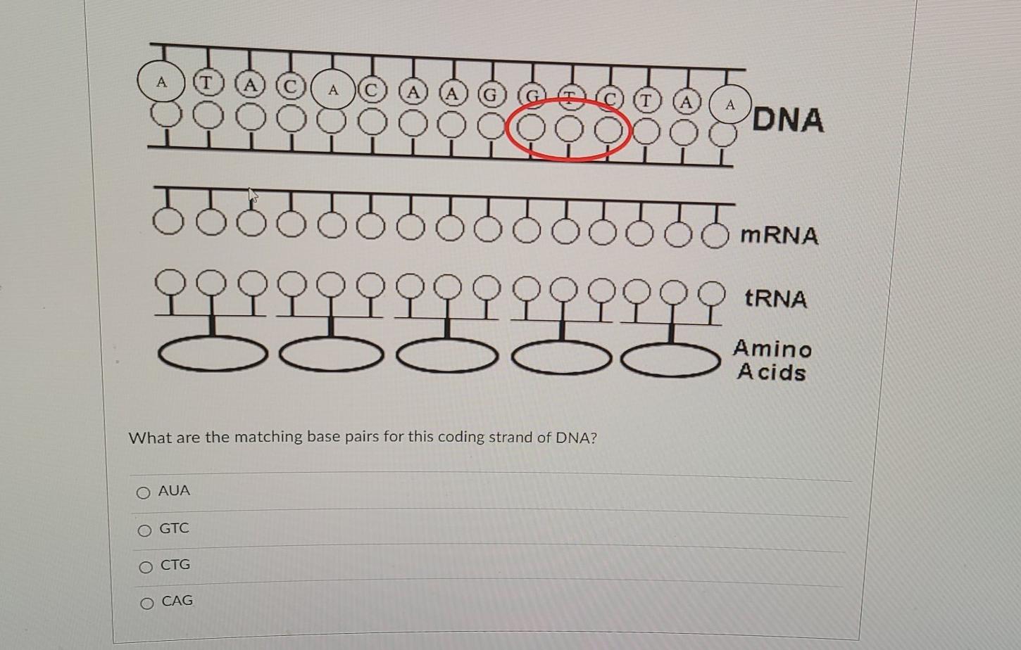 Solved A A DNA mRNA tRNA Amino Acids What are the matching | Chegg.com