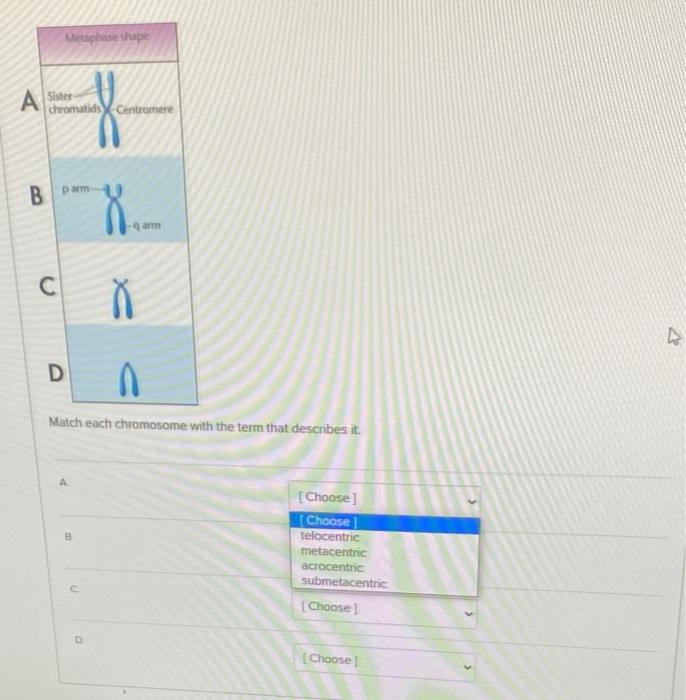 Solved Match each chromosome with the term that describes | Chegg.com
