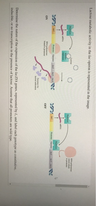 Solved Lactose metabolic activity in the lac operon is | Chegg.com Solved Lactose metabolic activity in the lac operon is | Chegg.com