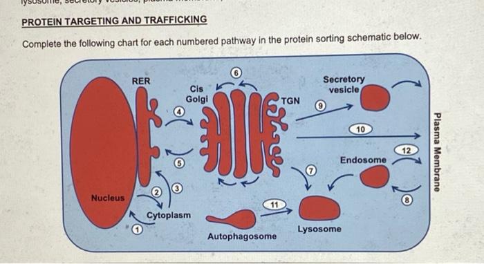 Solved PROTEIN TARGETING AND TRAFFICKING Complete the | Chegg.com