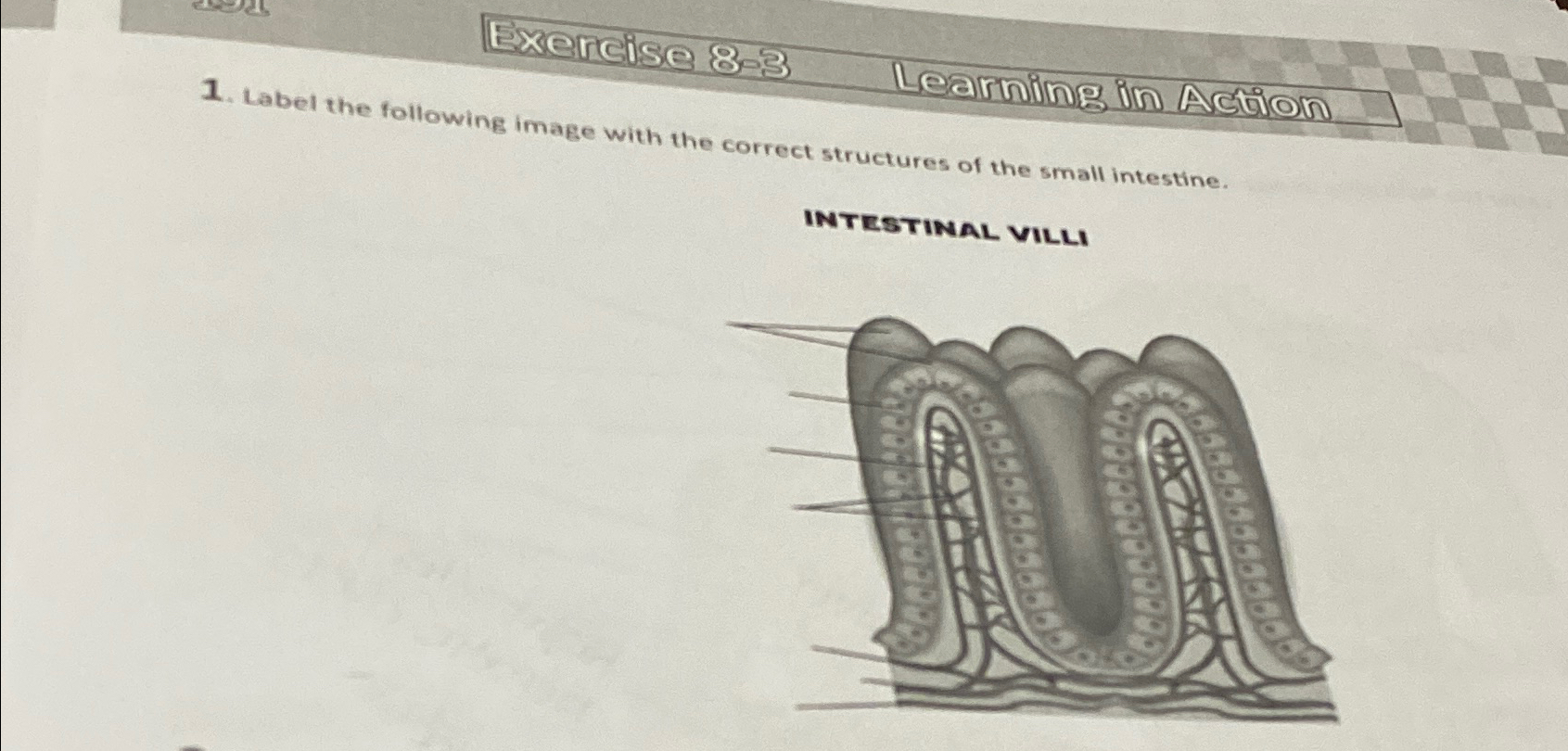 Solved Label the following image with the correct structures | Chegg.com