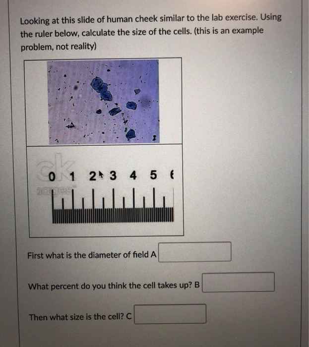 Solved Looking at this slide of human cheek similar to the | Chegg.com