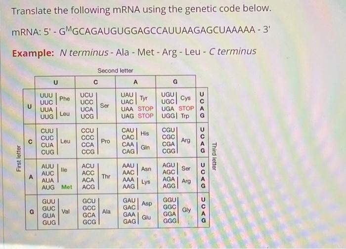 Solved Translate the following mRNA using the genetic code | Chegg.com