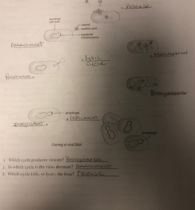 Solved a ch s bacteriophages replicate, using the Viral | Chegg.com