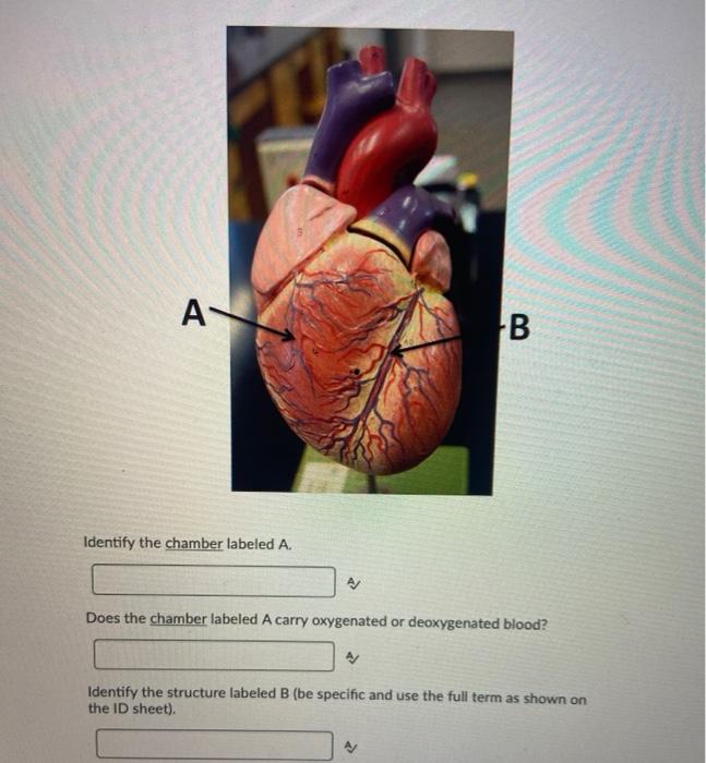 Solved A B Identify the chamber labeled A. A/ Does the | Chegg.com