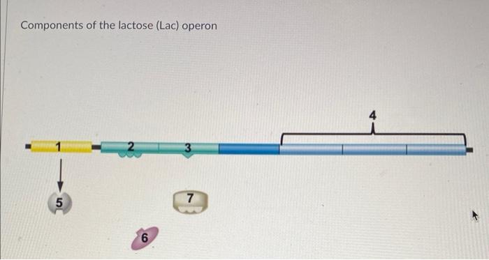 Solved Components of the lactose (Lac) operon | Chegg.com
