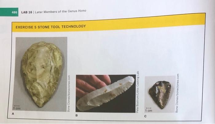 STONE TOOL TECHNOLOGY Work in a small eroup or alone | Chegg.com