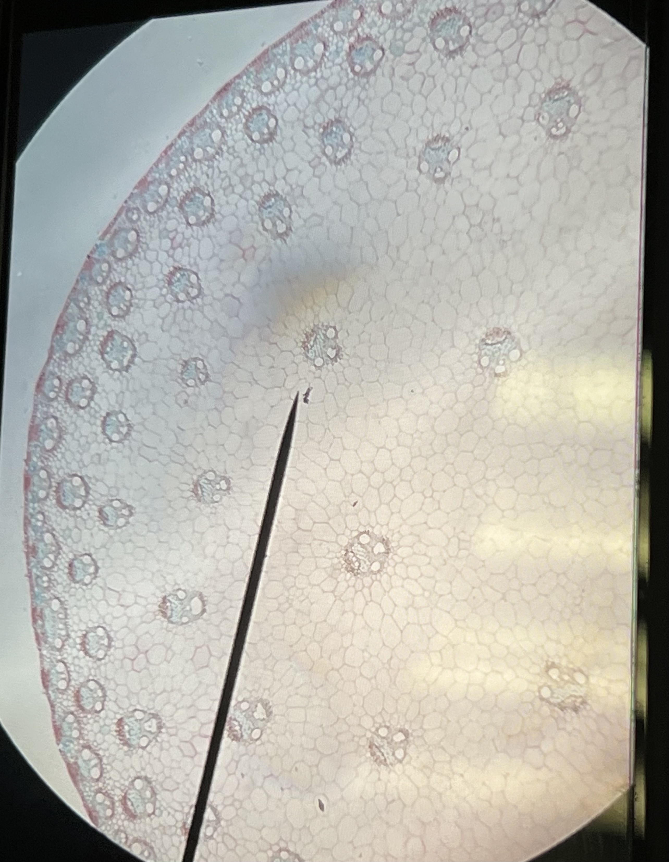 Label the primary tissues: epidermis, xylem, phloem, | Chegg.com