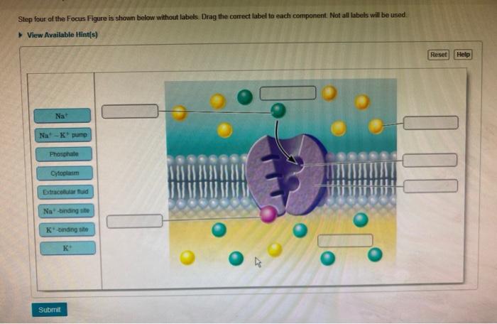 Solved Step four of the Focus Figure is shown below without | Chegg.com