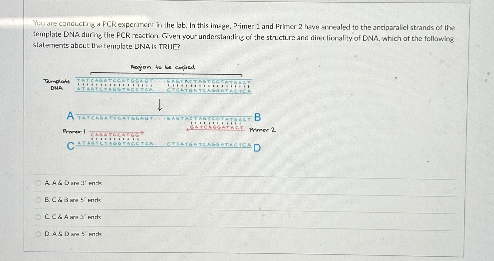Solved You are conducting a PCR experiment in the lab. In | Chegg.com