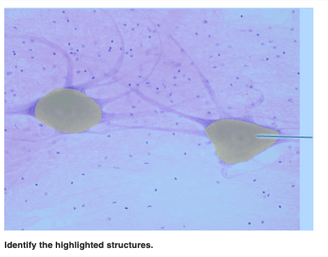 Solved Identify the highlighted structures. | Chegg.com