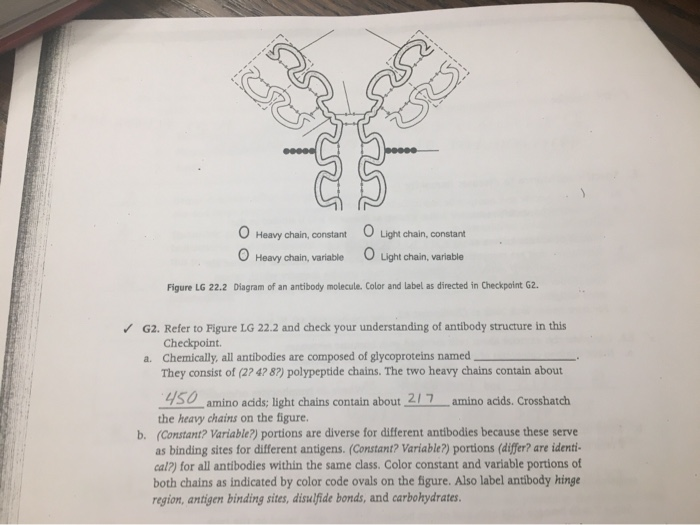 Solved Heavy chain, constant O Heavy chain, variable Light | Chegg.com