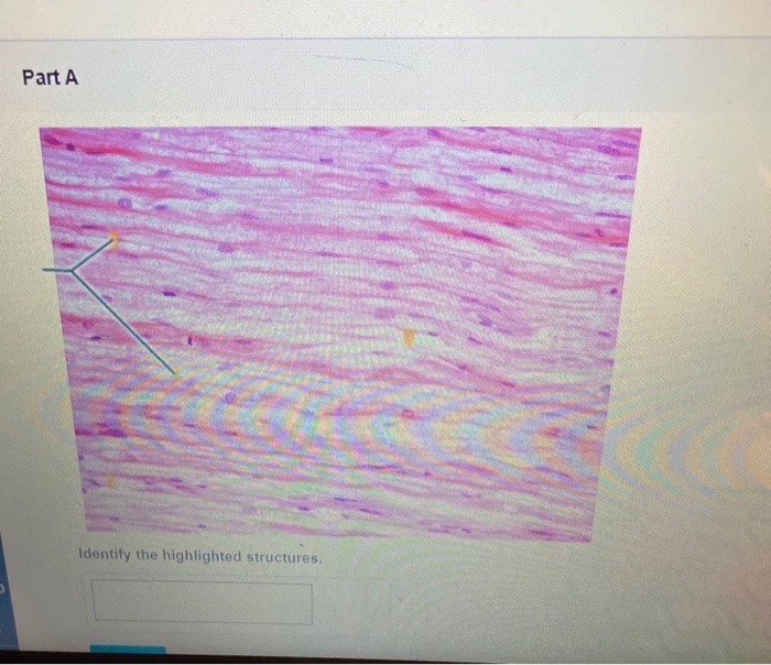 Solved Part A Identify the highlighted structures. Nervous | Chegg.com Solved Part A Identify the highlighted structures. Nervous | Chegg.com