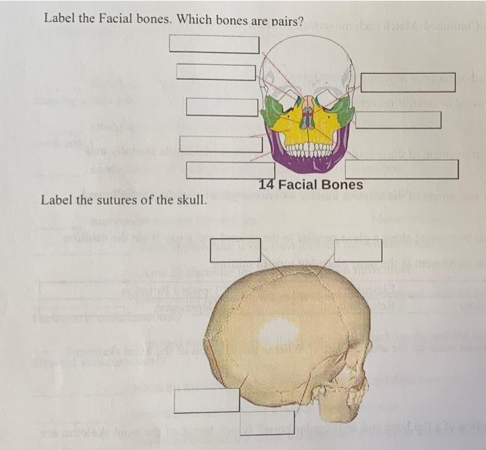 Solved Label the facial bones and their pairs as well as the | Chegg.com