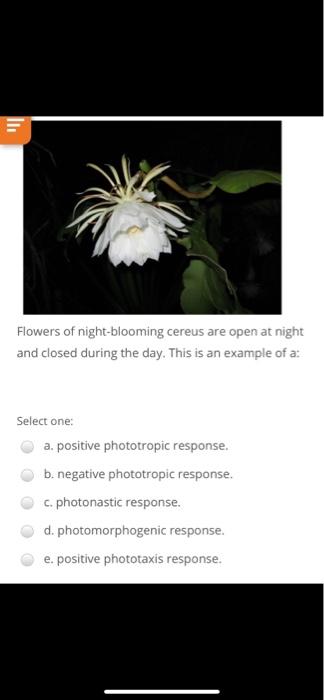 Solved Flowers of night-blooming cereus are open at night | Chegg.com