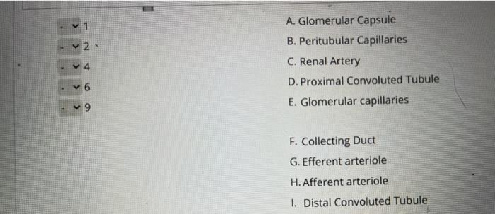 Solved Match the numbered structures in the diagram to the | Chegg.com