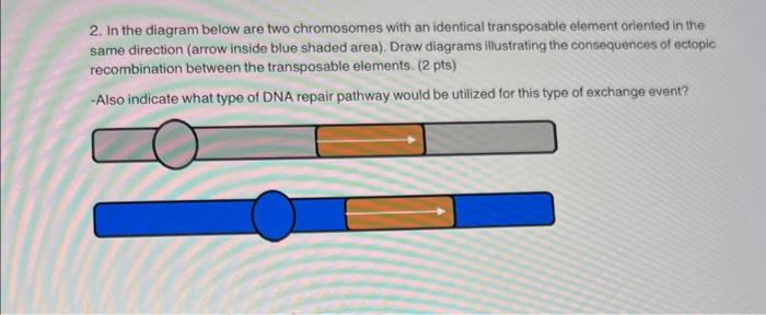 2. In the diagram below are two chromosomes with an | Chegg.com