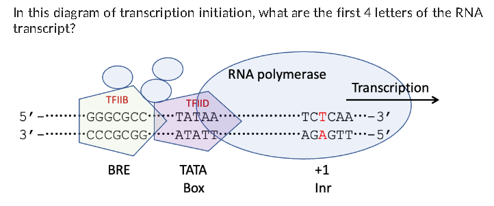 Solved In this diagram of transcription initiation, what are | Chegg.com