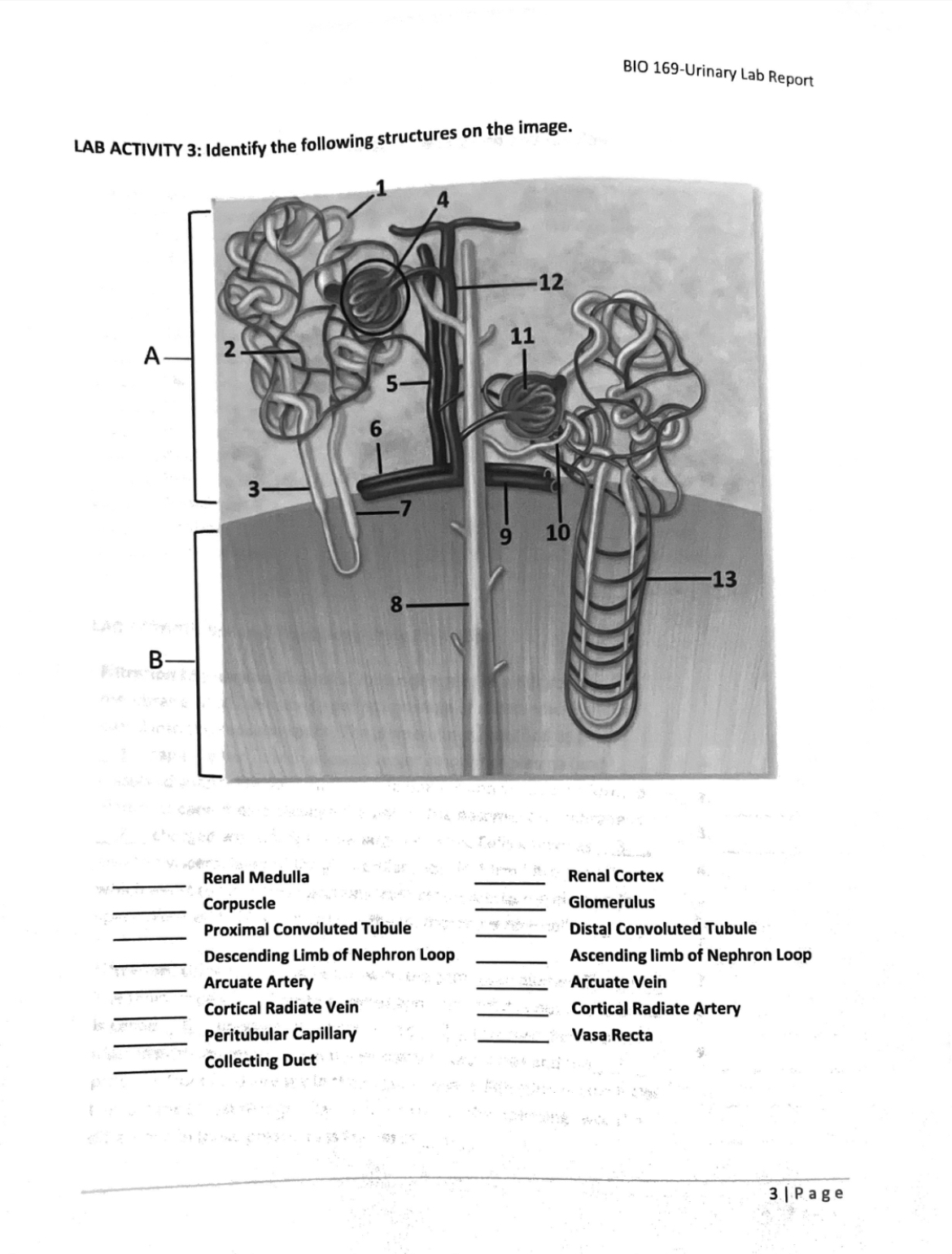 Solved BIO 169-Urinary Lab ReportLAB ACTIVITY 3: Identify | Chegg.com