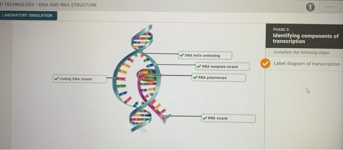 Solved D TECHNOLOGY. DNA AND RNA STRUCTURE LABORATORY | Chegg.com