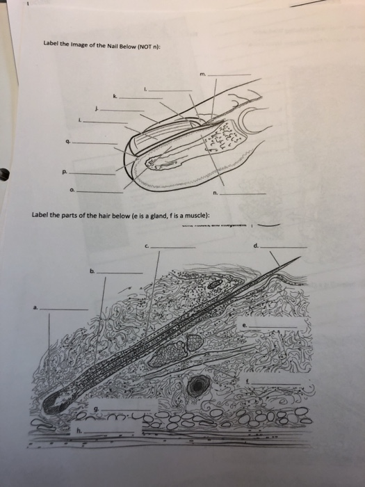 Solved 9/5/2015 Tissue and Integument Labeling worksheet | Chegg.com