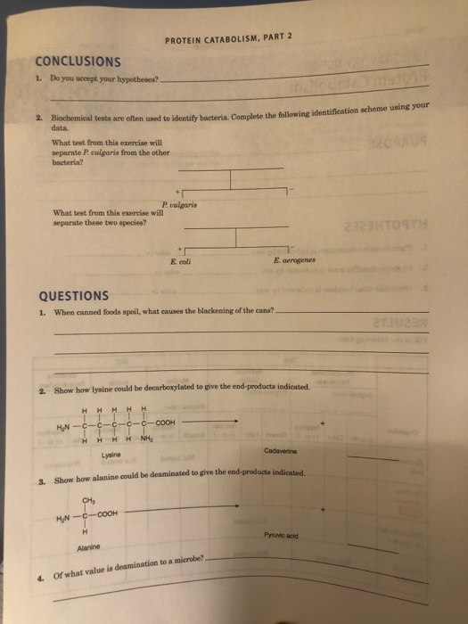 Name: Date: Lab Section: LABORATORY REPORT Protein | Chegg.com