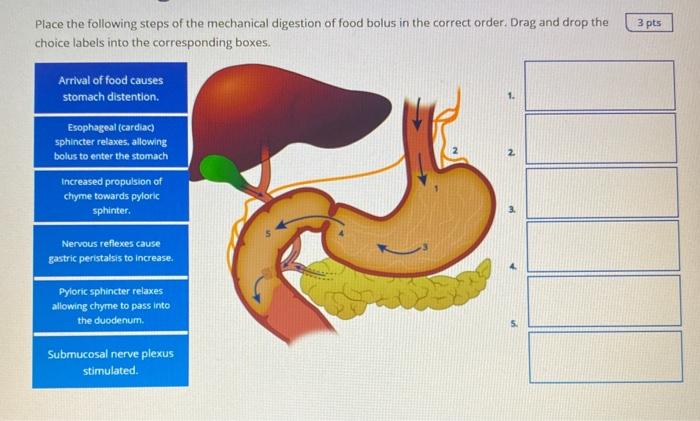 Solved 3 pts Place the following steps of the mechanical | Chegg.com