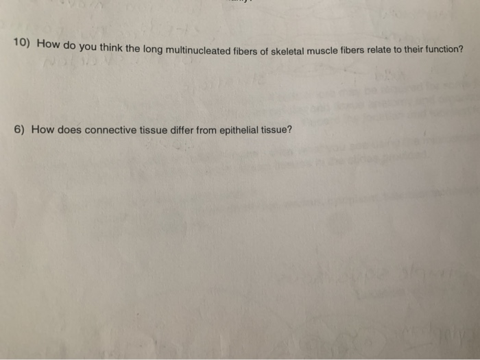Solved 10) How do you think the long multinucleated fibers | Chegg.com