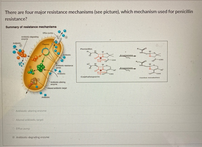 Solved There are four major resistance mechanisms (see | Chegg.com