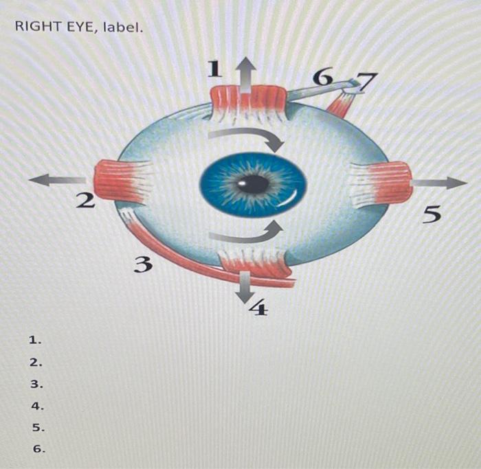 Solved RIGHT EYE, label. | Chegg.com
